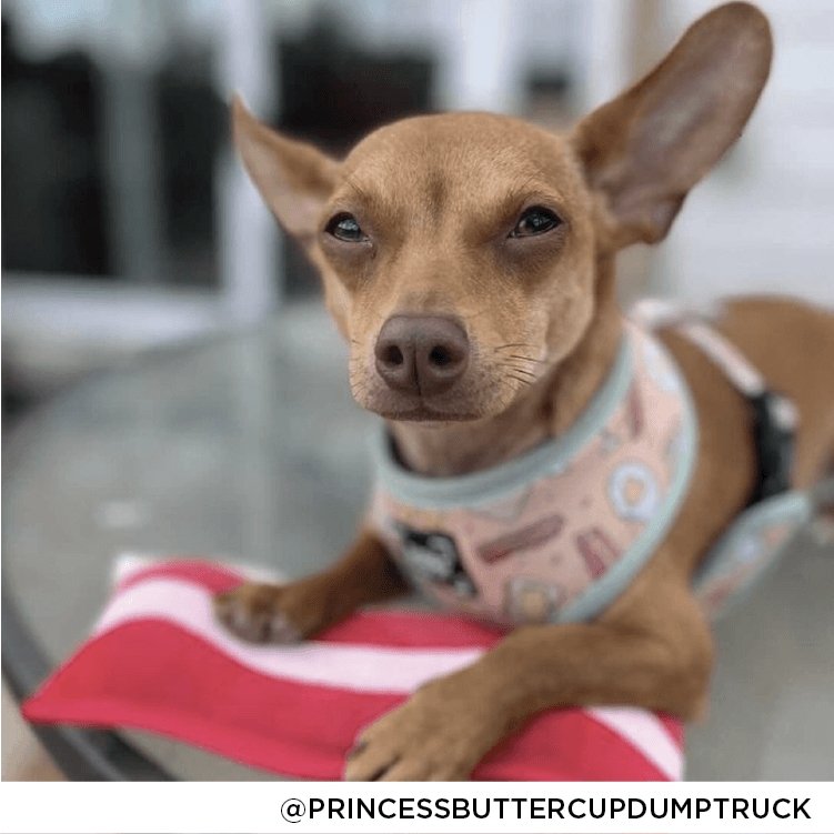 Crispy Bacon Plush Toy – Clive and Bacon