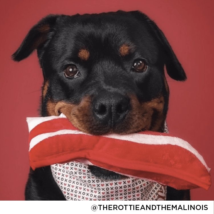 Crispy Bacon Plush Toy – Clive and Bacon